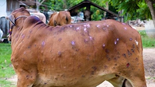 Lumpy Skin Disease in Cattle - Causes, Symptoms, and Treatment