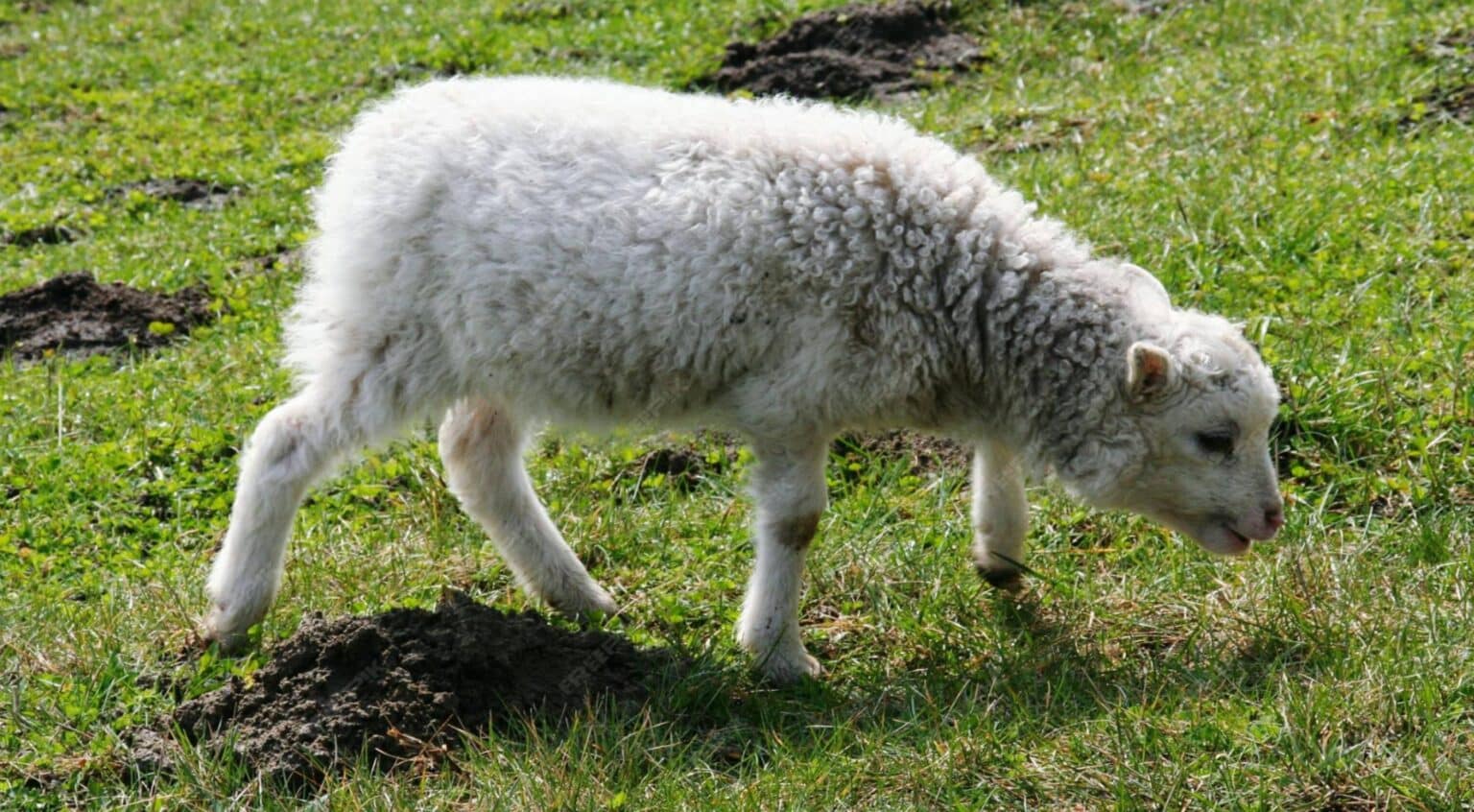 White Muscle Disease in Sheep and Goat - Animals Farming