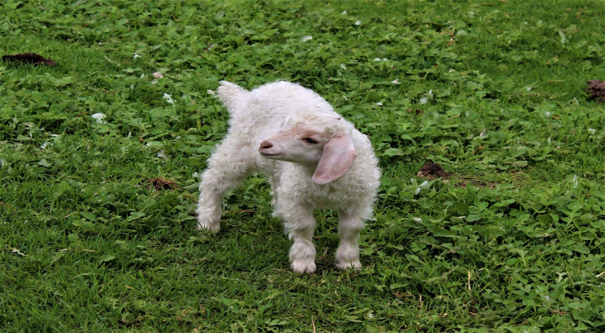 White Muscle Disease in Sheep and Goat - Animals Farming