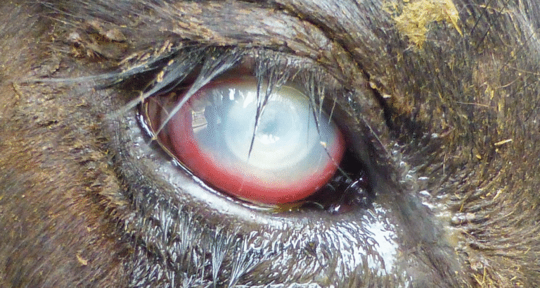 Infectious Bovinie keratoconjuctivities (Pink Eye) Disease in Cattle