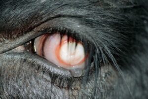 Infectious Bovinie keratoconjuctivities (Pink Eye) Disease in Cattle
