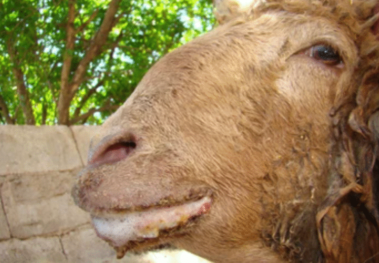 Sore Mouth Disease in Goats and Sheeps - Animals Farming