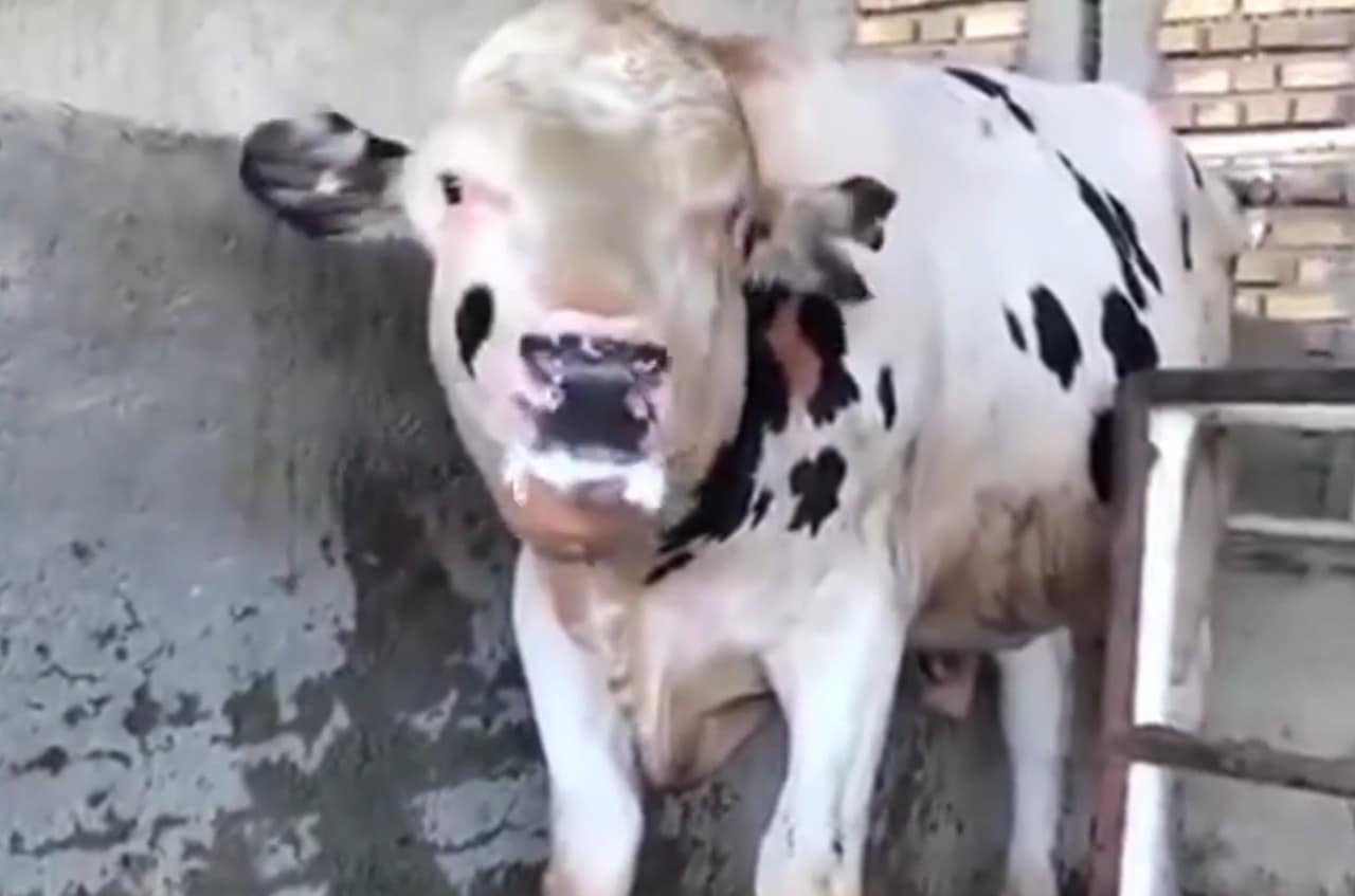 Bovine Respiratory Disease(BRD) in Cattle - Shipping Fever in Cattle