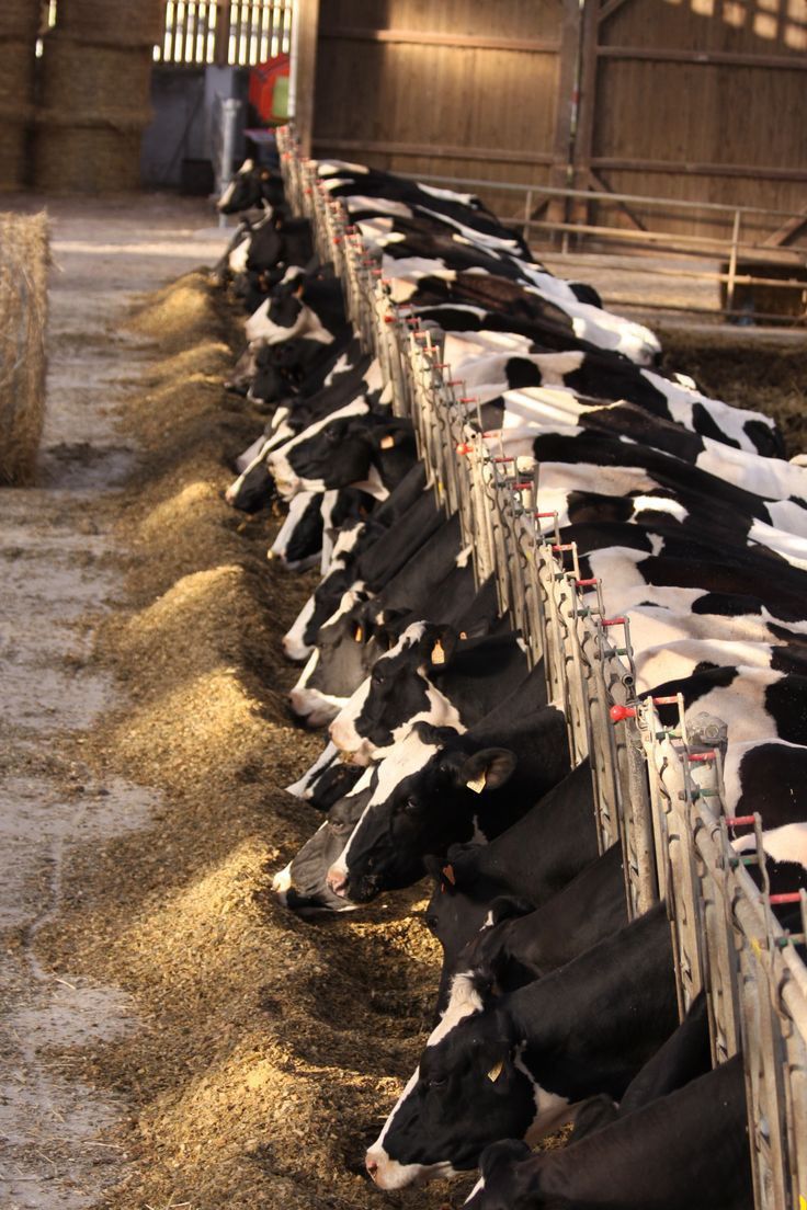 Ketosis (Hyperketonemia) Diseasse in Cattle - Animals Farming