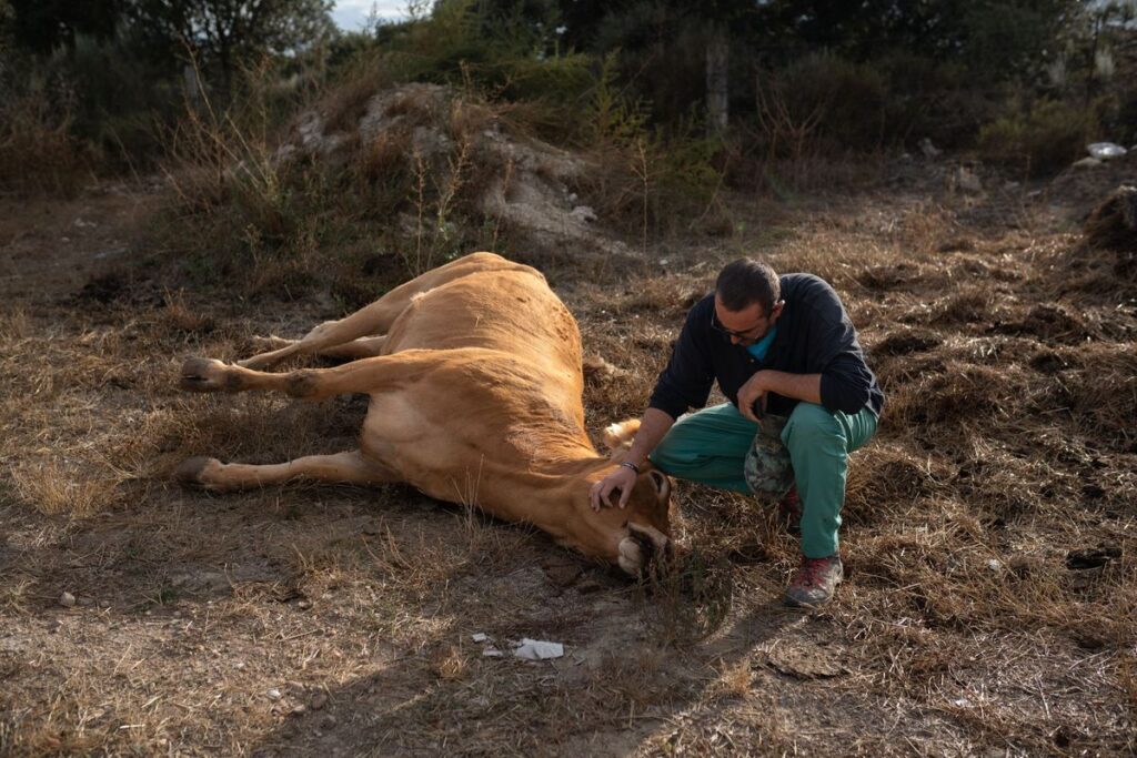 Anthrax in cattle: Symptoms, Treatment and Prevention - Animals Farming