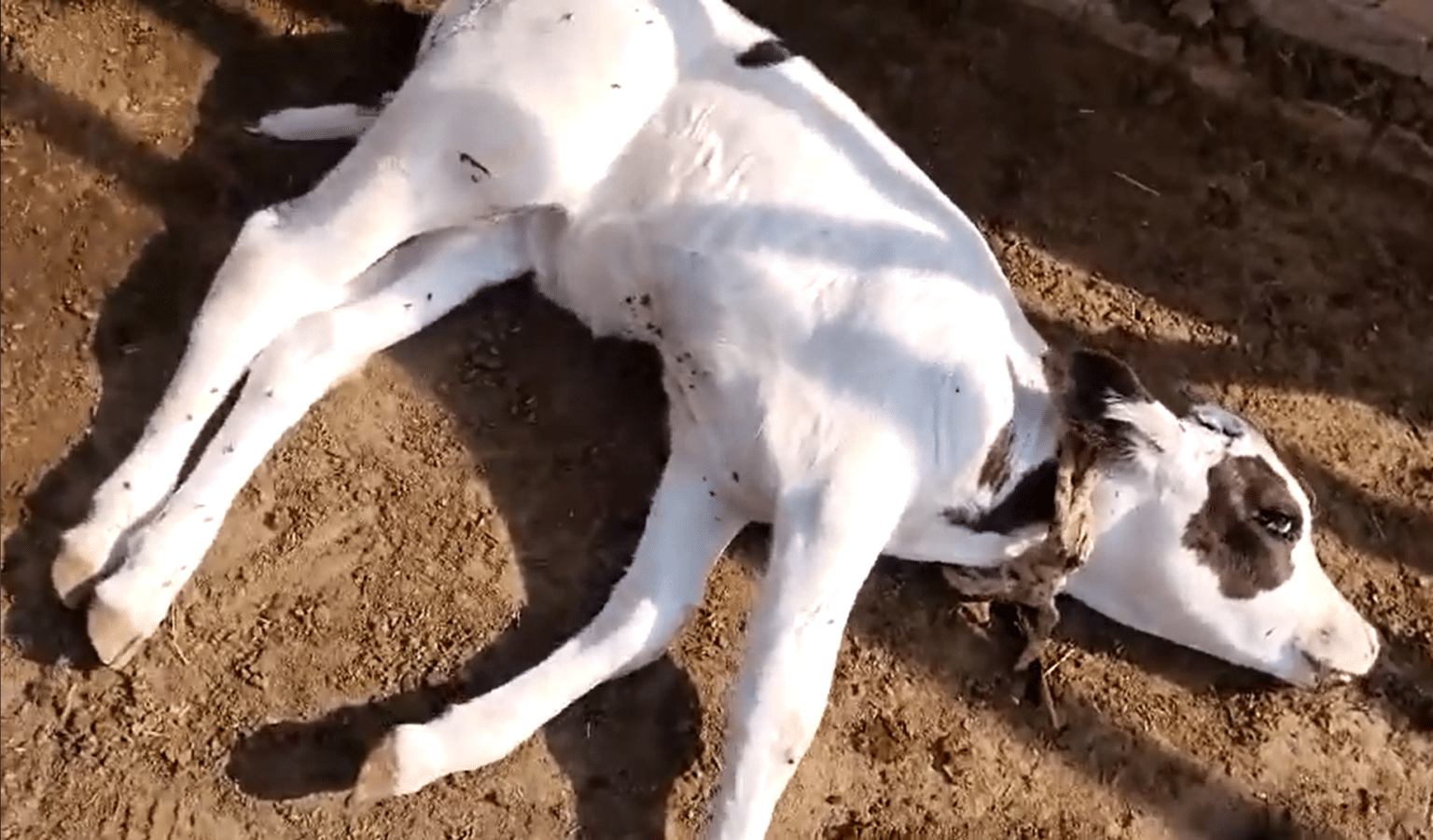 Blackleg in Cattle - Animals Farming