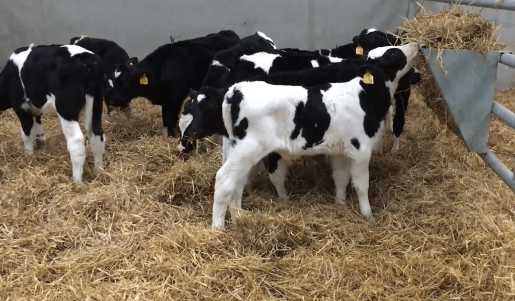 Blackleg in Cattle - Animals Farming
